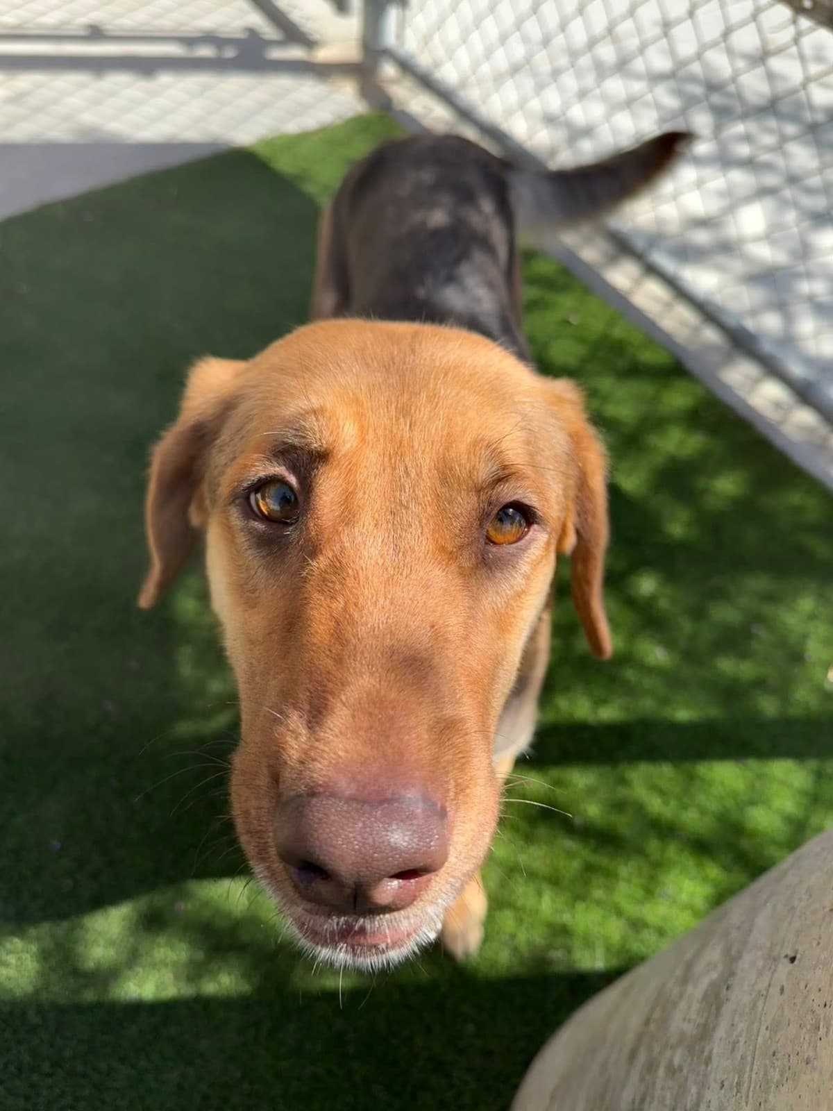 Dog Adoption Calgary — 17+ Rescues, 300+ Dogs