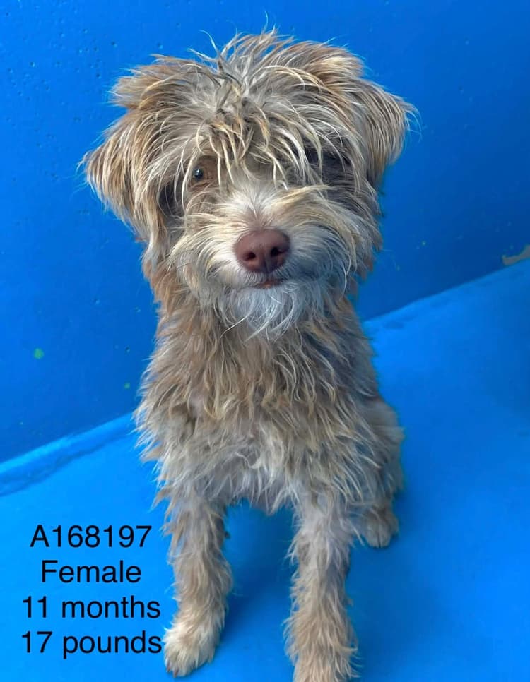 Dog Adoption Calgary — 20+ Rescues, 300+ Dogs